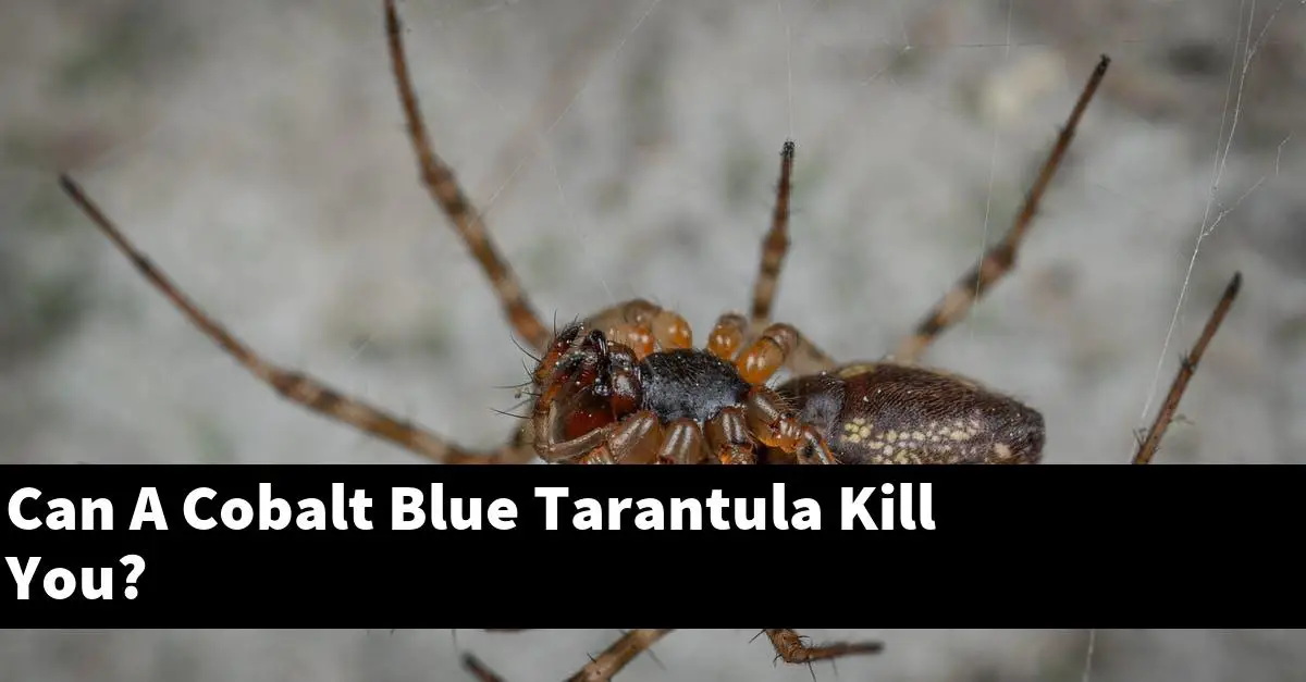 Can A Cobalt Blue Tarantula Kill You? - My Reptile Blog